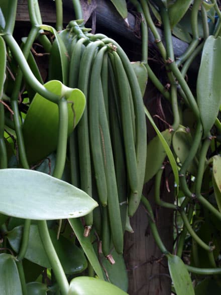 La vanille Bourbon, "made in" la Réunion