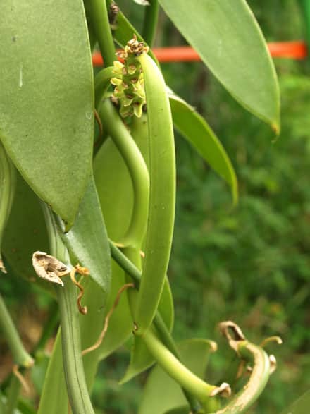 La vanille Bourbon, "made in" la Réunion