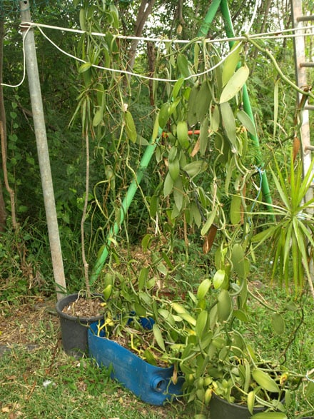 La vanille Bourbon, "made in" la Réunion