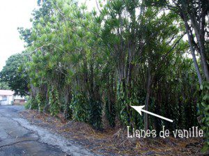 La vanille Bourbon, "made in" la Réunion