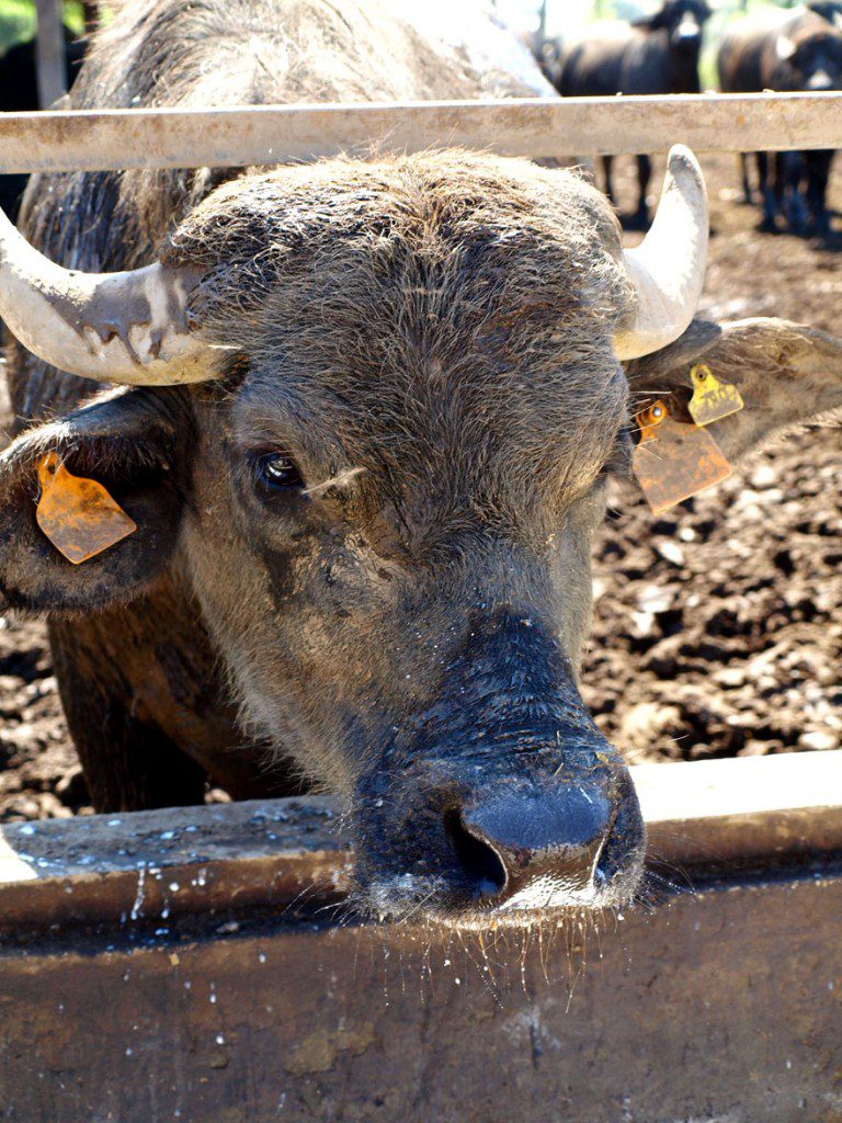 Voyage gourmand dans la région de Naples - Cookismo