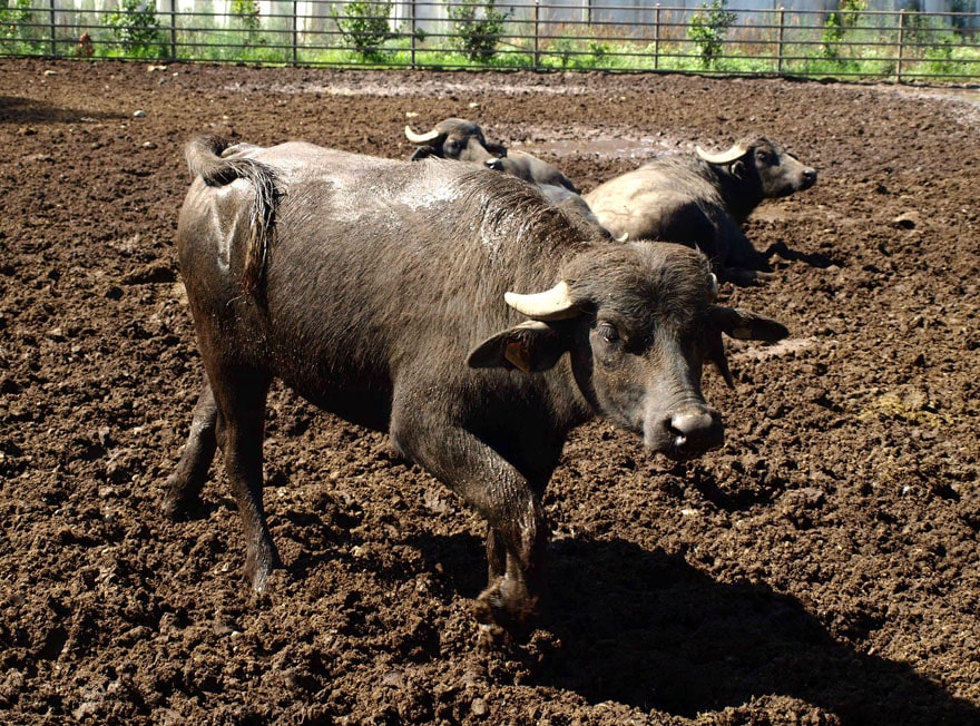 Bufflonne : Venue d'Italie, ne la traitez pas de grosse vache